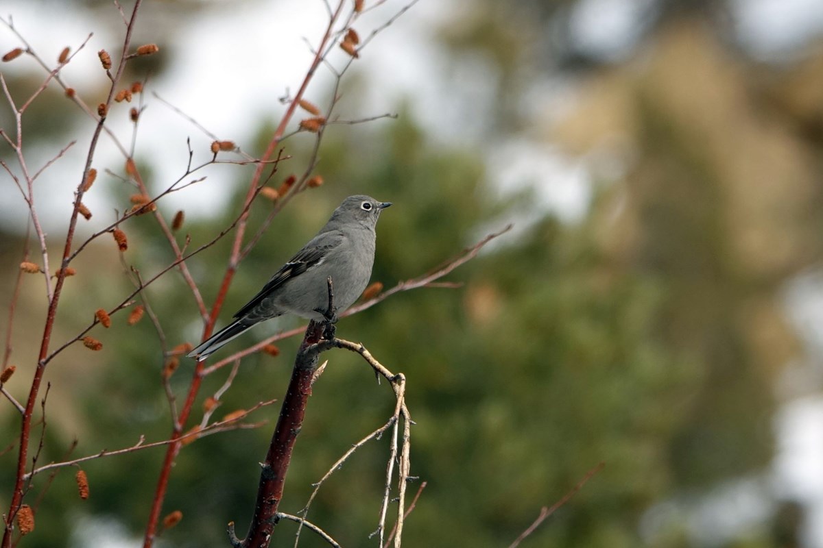 Townsend's Solitaire - Bryce Canyon National Park (U.S. National Park ...