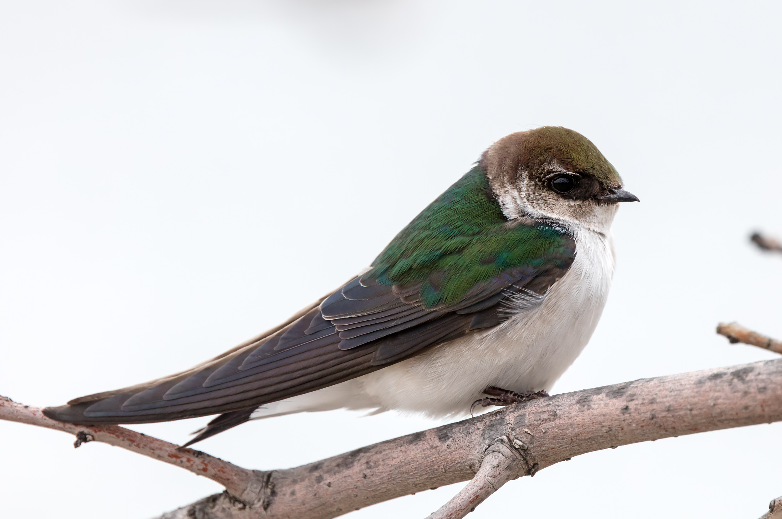 Swifts and Swallows - Bryce Canyon National Park (U.S. National Park ...