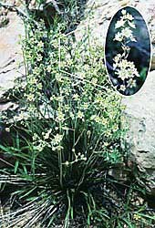 Mountain Death-camas - Bryce Canyon National Park (U.S. National Park ...