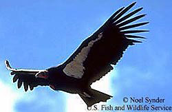 California Condor - Bryce Canyon National Park (U.S. National Park Service)