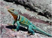 Wildland Fire - Buffalo National River (U.S. National Park Service)