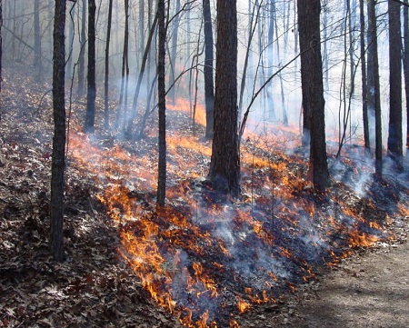 Wildland Fire - Buffalo National River (U.S. National Park Service)