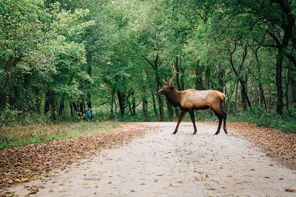 Safety - Buffalo National River (U.S. National Park Service)