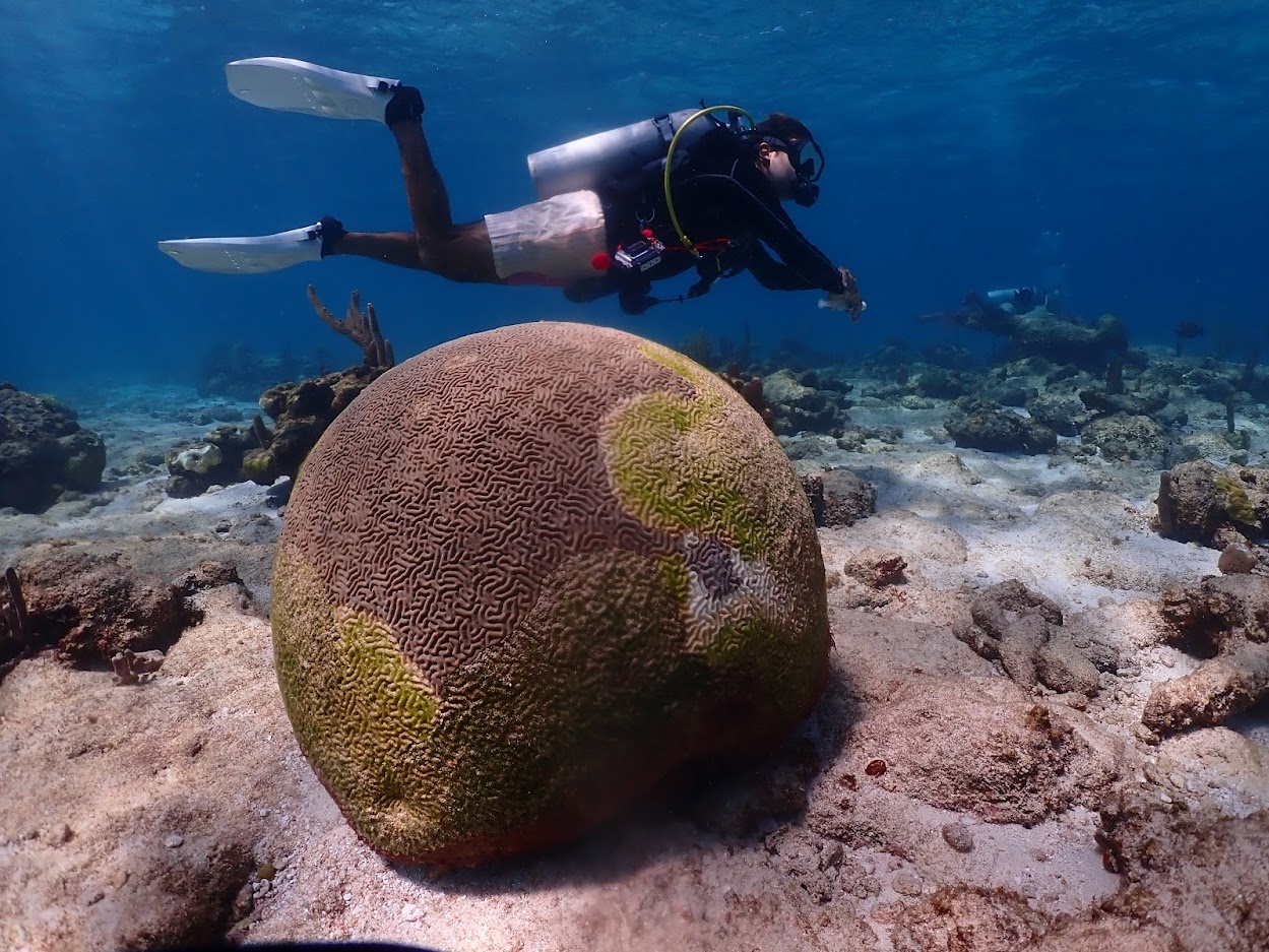 Science & Research - Buck Island Reef National Monument (U.S. National ...