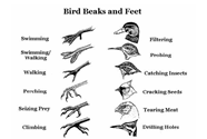 The Remarkable Adaptations Of Birds To Their Environment Cabrillo