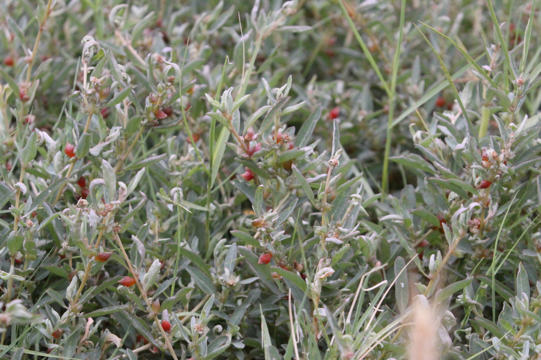 Invasive Plant Guide - Cabrillo National Monument (U.S. National Park ...