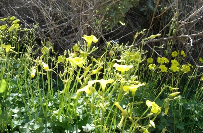 Invasive Plant Guide - Cabrillo National Monument (U.S. National Park ...