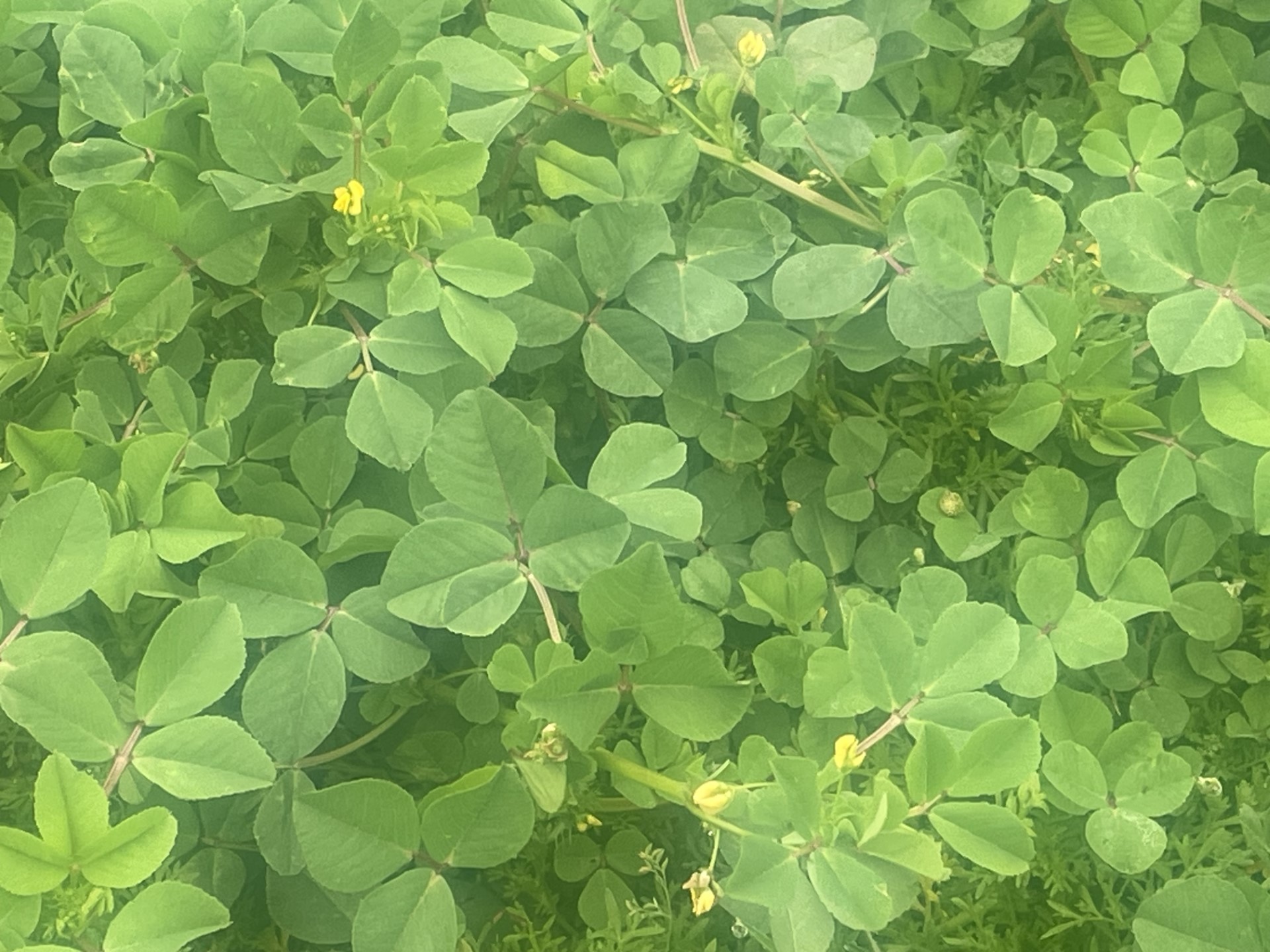 Invasive Plant Guide - Cabrillo National Monument (U.S. National Park ...