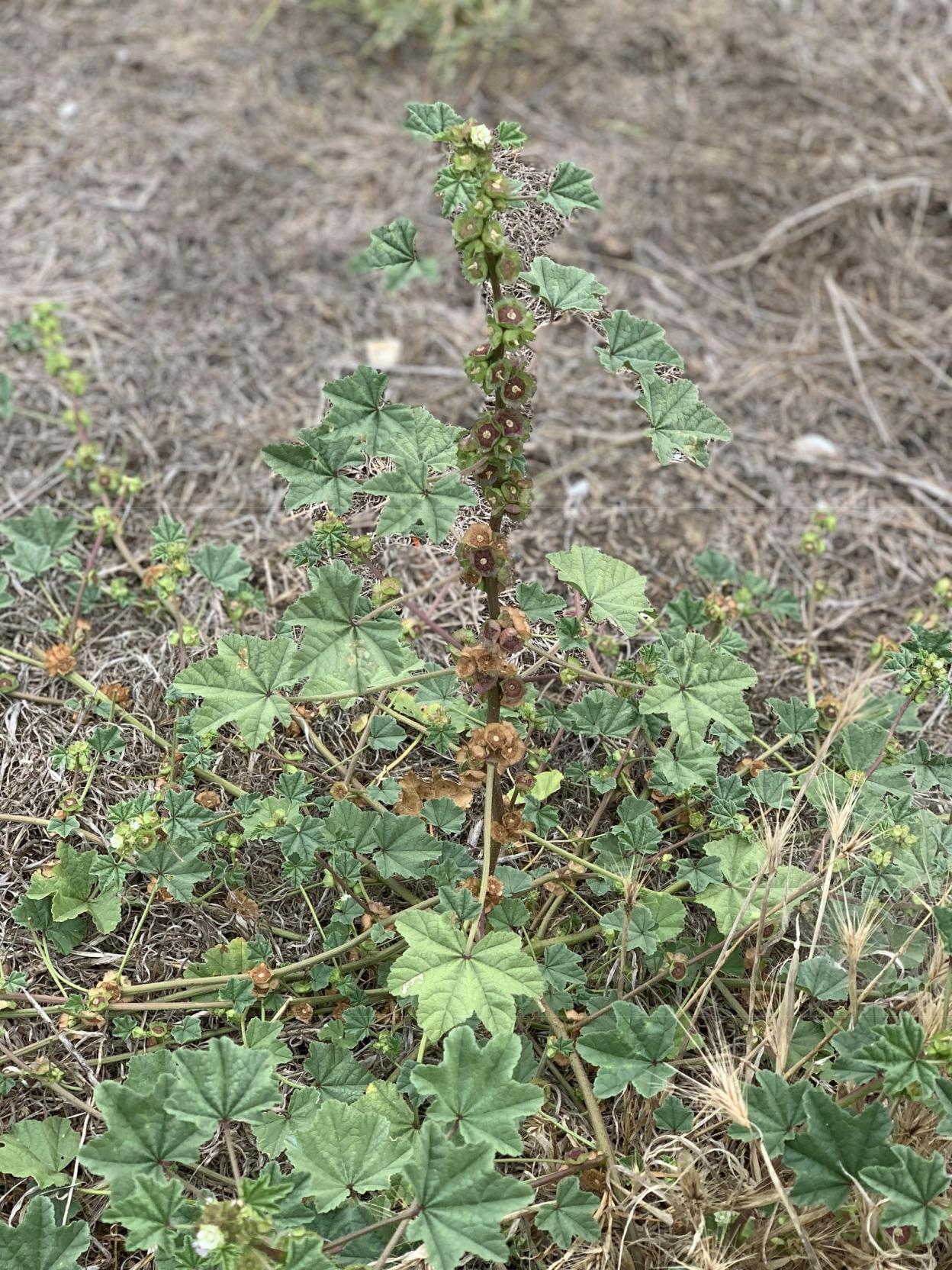 Invasive Plant Guide - Cabrillo National Monument (U.S. National Park ...