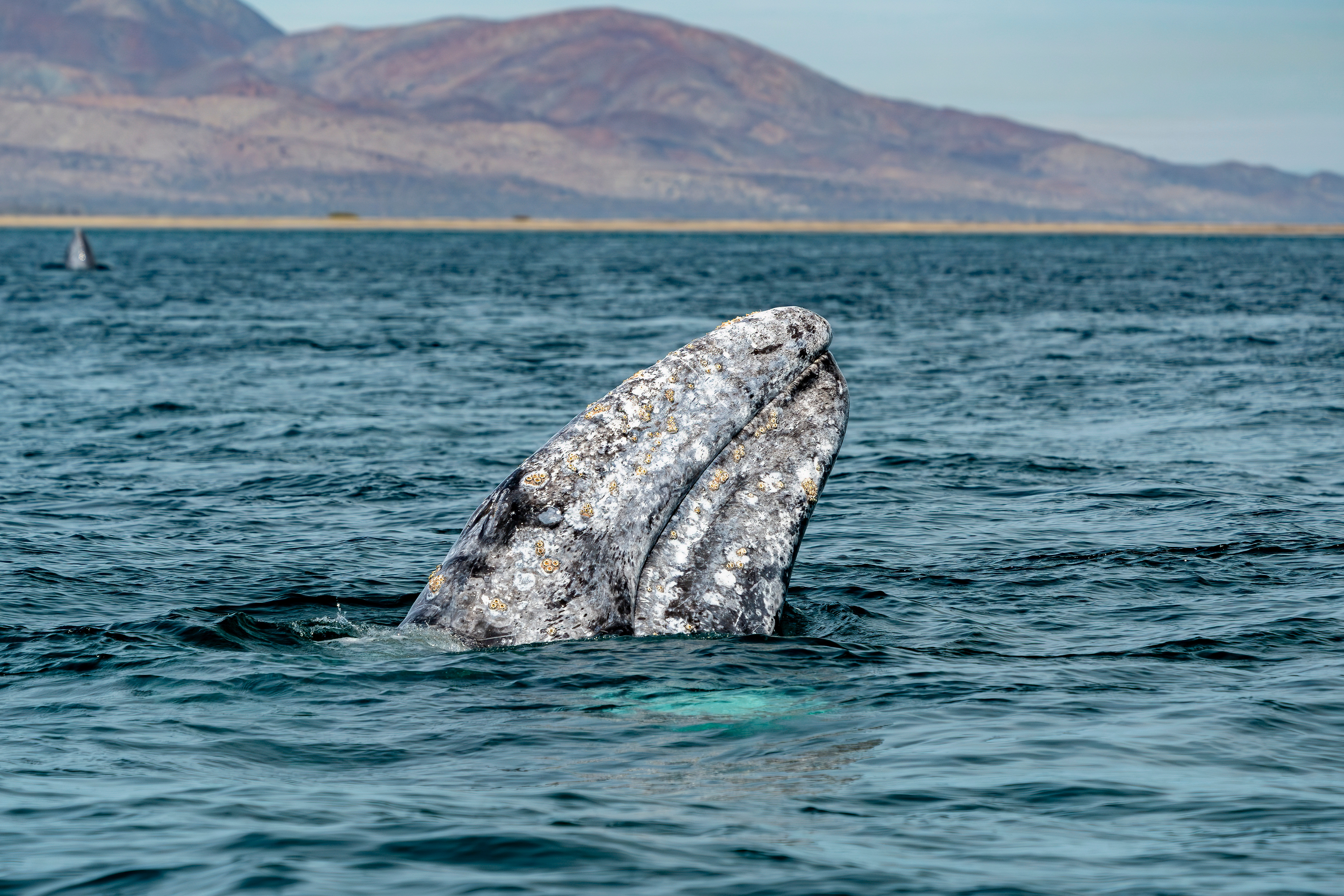 Whale Watching - Cabrillo National Monument (U.S. National Park Service)