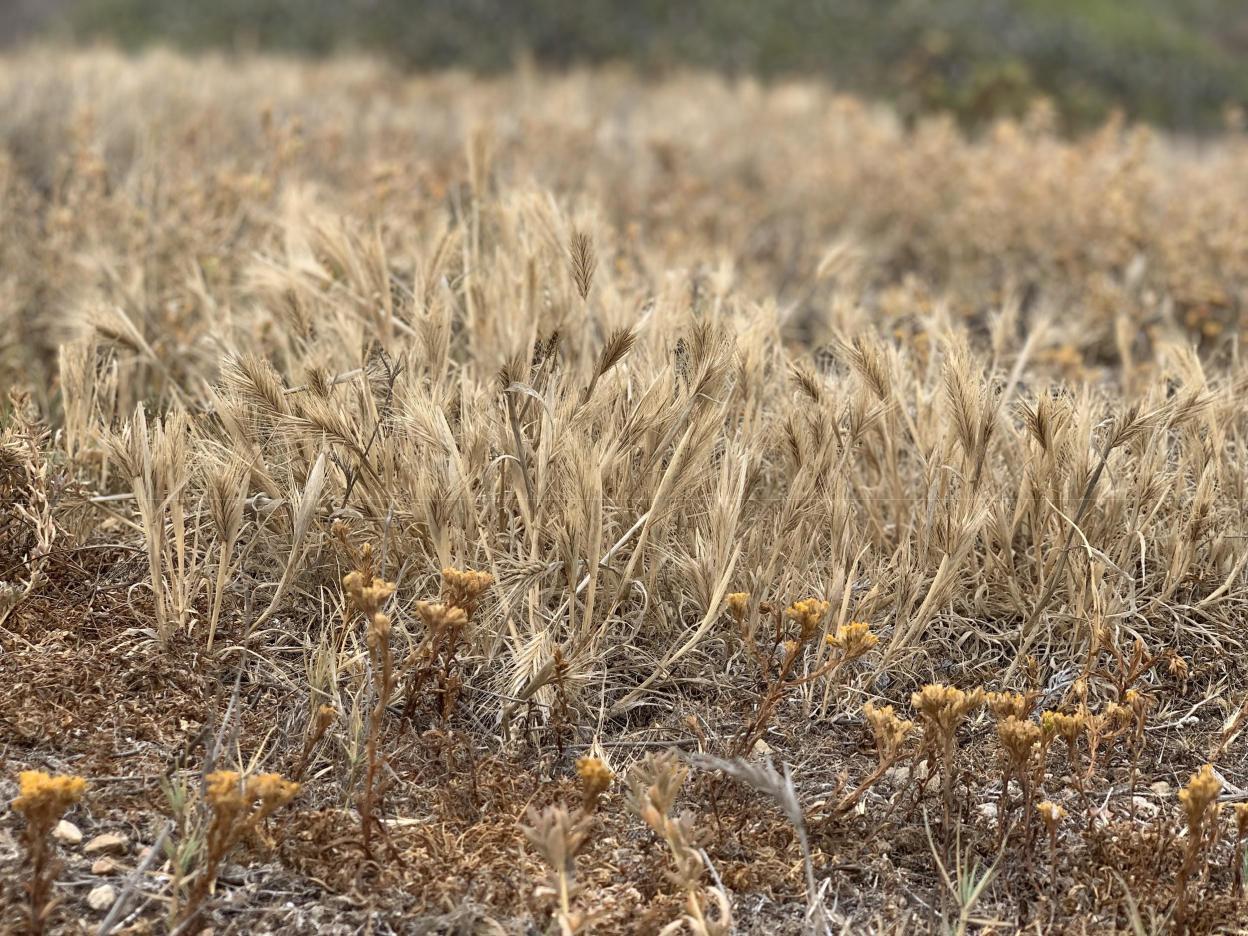 Invasive Plant Guide - Cabrillo National Monument (U.S. National Park ...