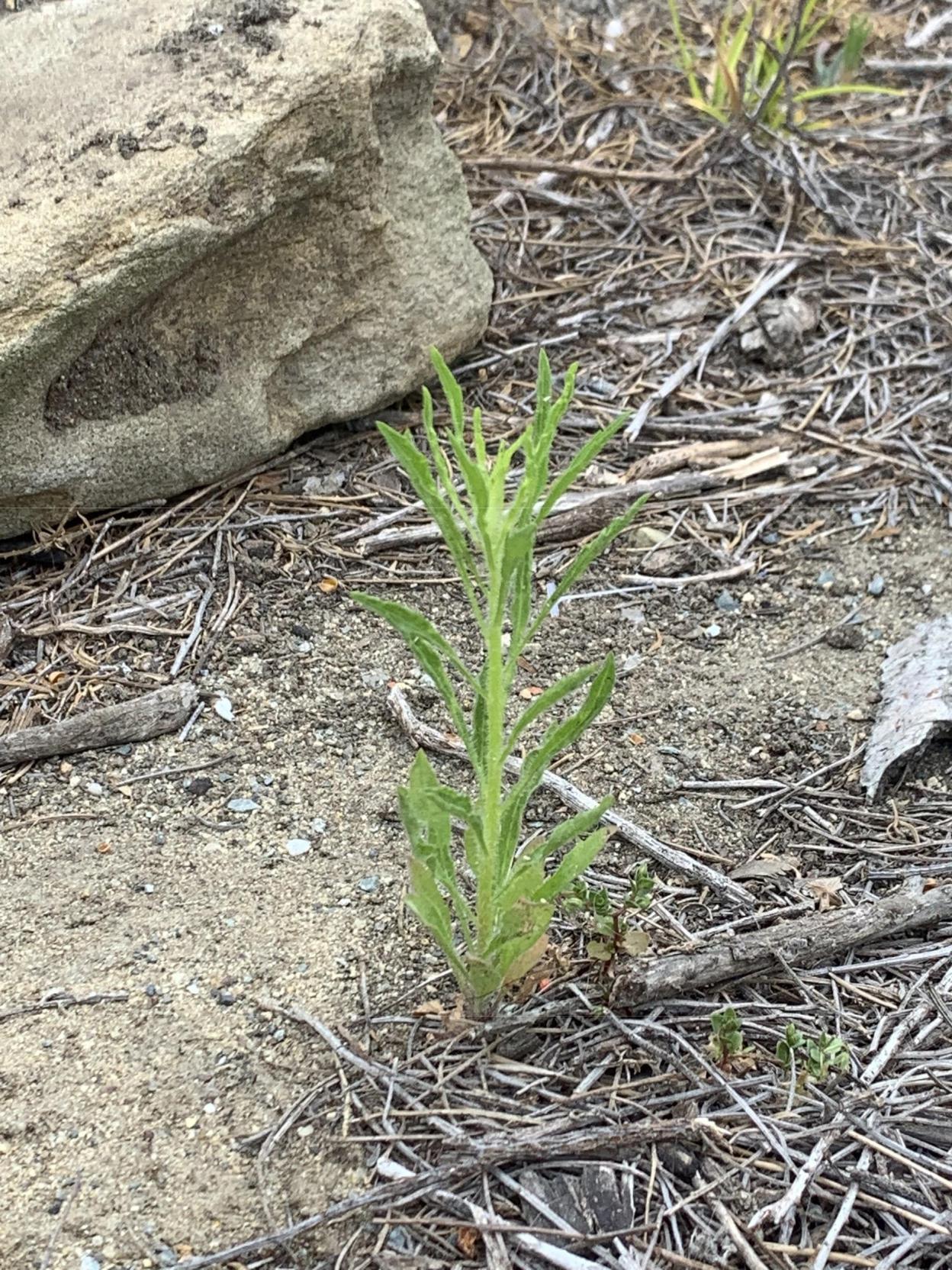 Invasive Plant Guide - Cabrillo National Monument (U.S. National Park ...