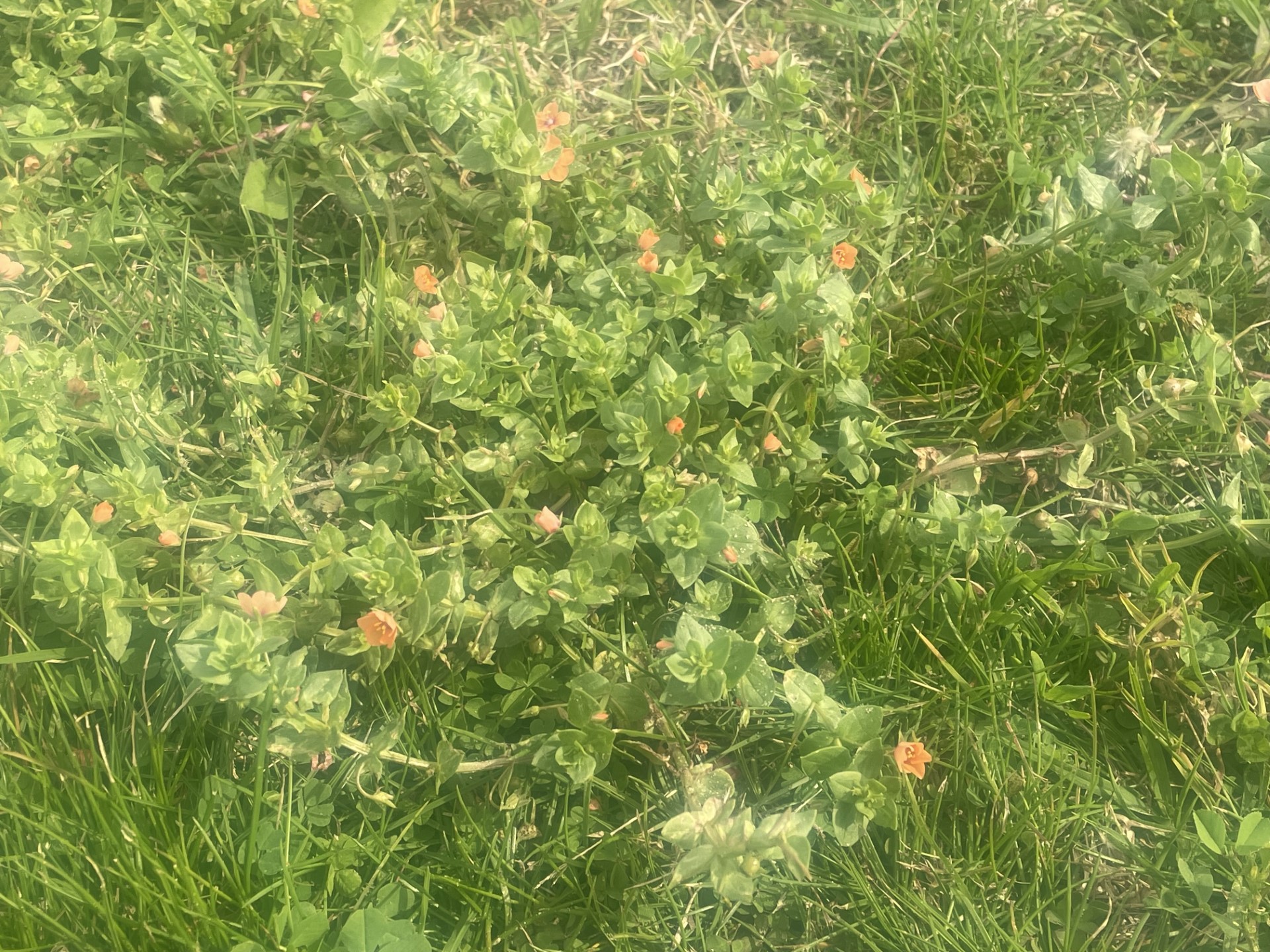 Invasive Plant Guide - Cabrillo National Monument (U.S. National Park ...