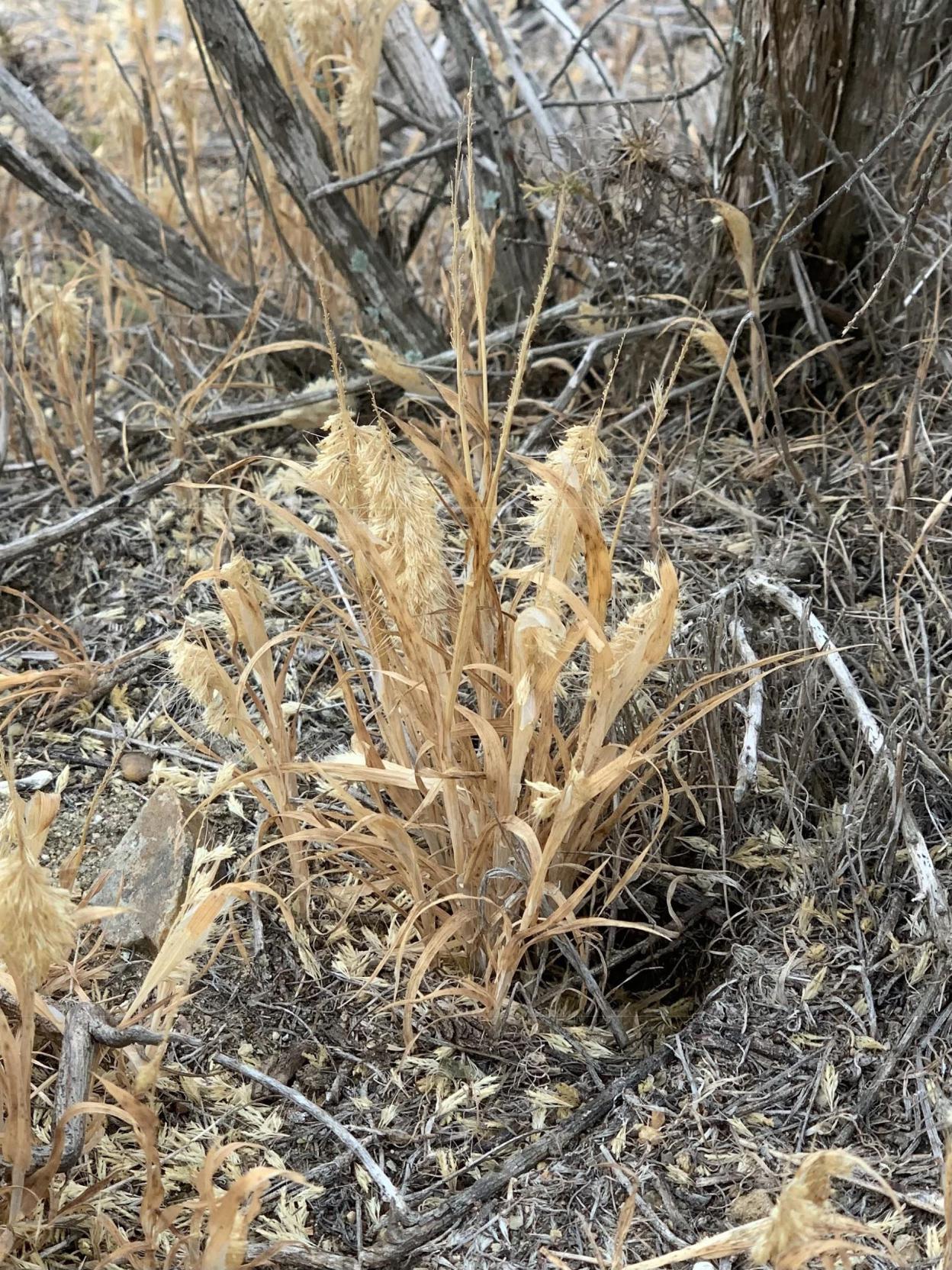 Invasive Plant Guide - Cabrillo National Monument (U.S. National Park ...
