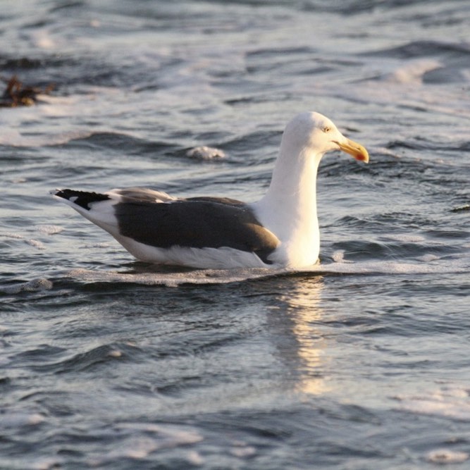 Western Gull - Cabrillo National Monument (U.S. National Park Service)