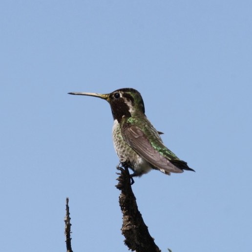 Annas Hummingbird - Cabrillo National Monument (U.S. National Park Service)