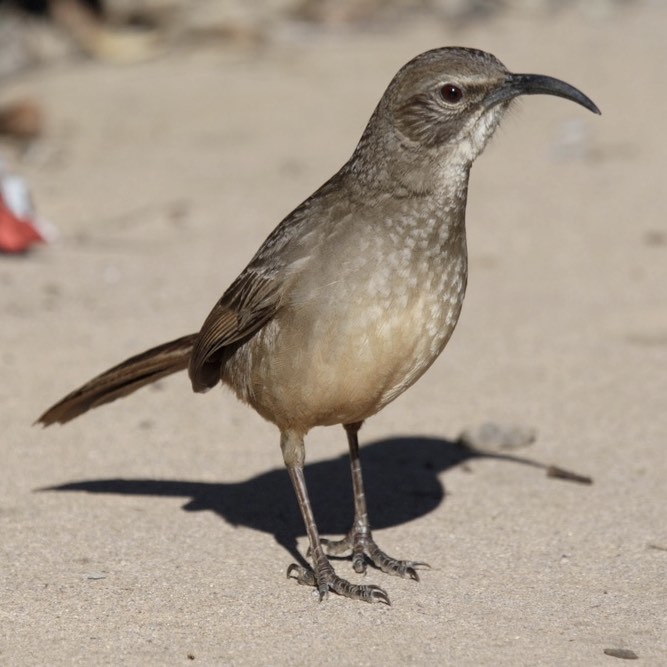 Curved Bill Thrasher Bird