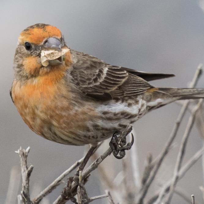House Finch - Cabrillo National Monument (U.S. National Park Service)