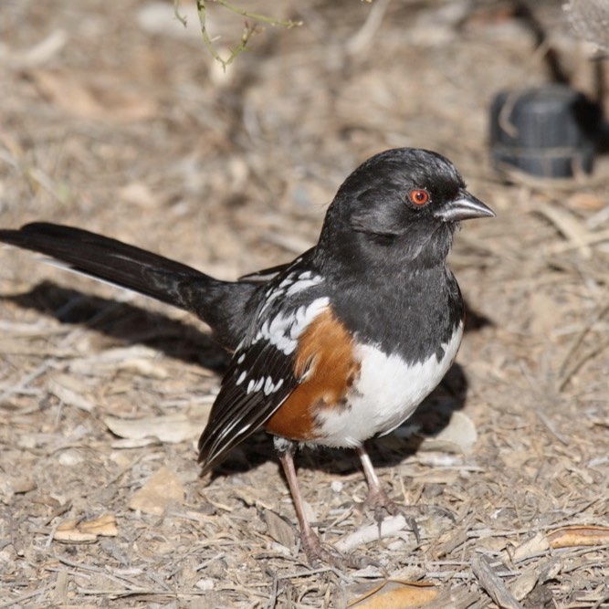 Spotted Towhee - Cabrillo National Monument (U.S. National Park Service)