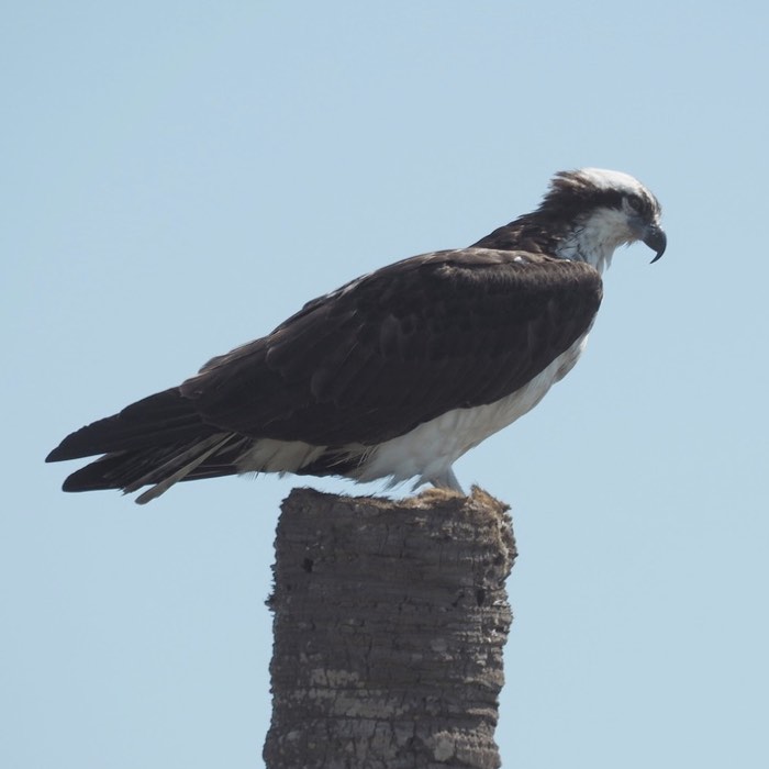 Osprey - Cabrillo National Monument (U.S. National Park Service)
