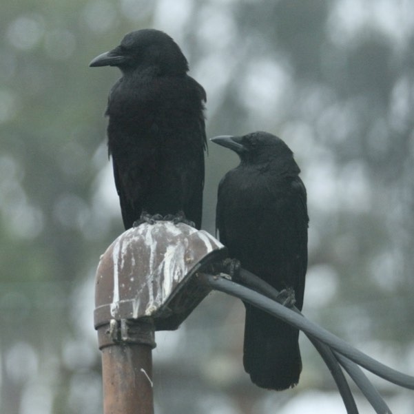 American Crow - Cabrillo National Monument (U.S. National Park Service)