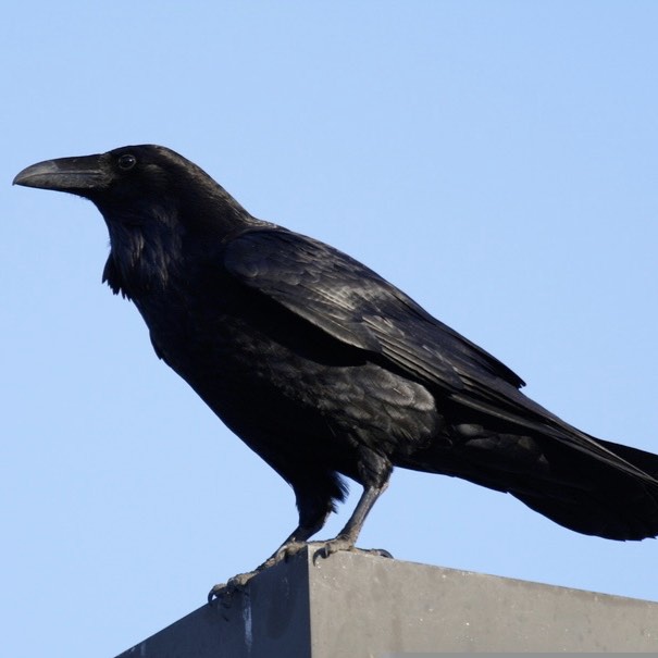 Common Raven - Cabrillo National Monument (U.S. National Park Service)