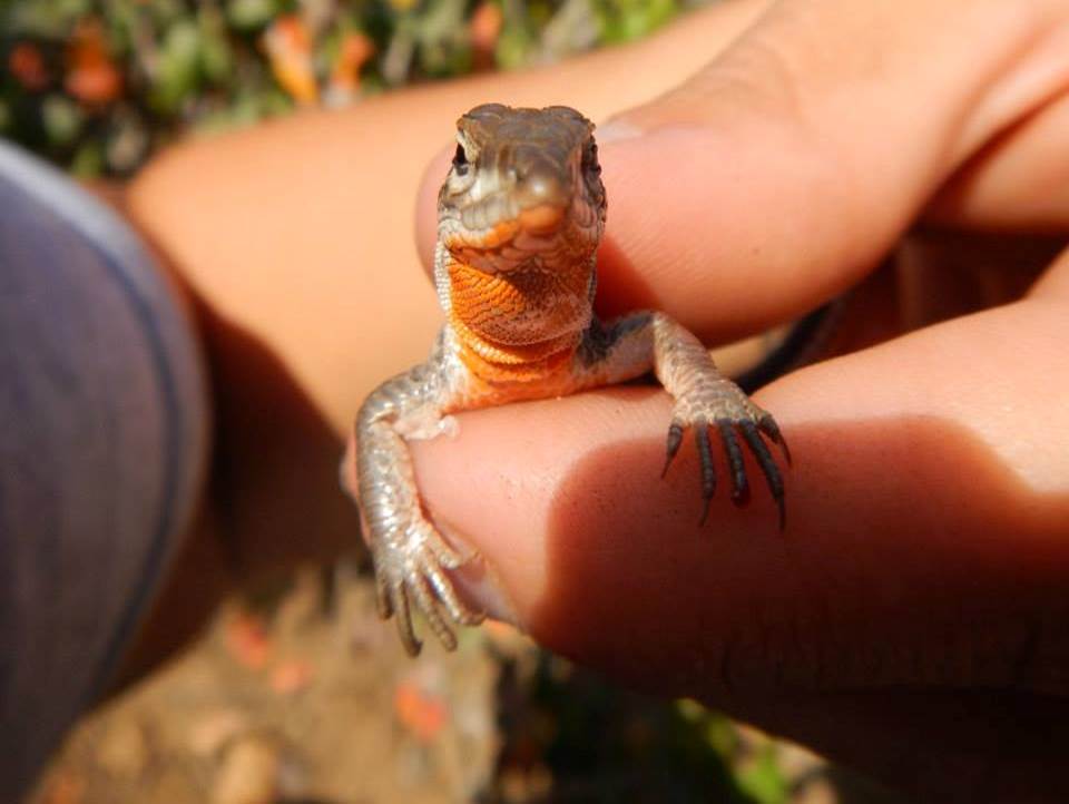 Lizards - Cabrillo National Monument (U.S. National Park Service)