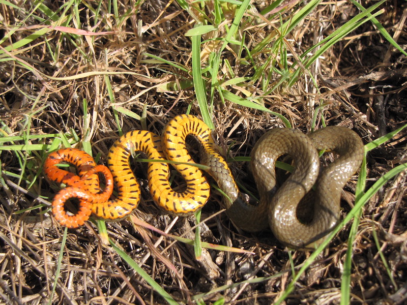 Snakes - Cabrillo National Monument (U.S. National Park Service)