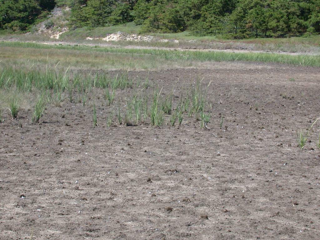 Characteristics Of Salt Marsh Dieback Cape Cod National Seashore U S characteristics-of-salt-marsh-dieback-cape-cod-national-seashore-u-s