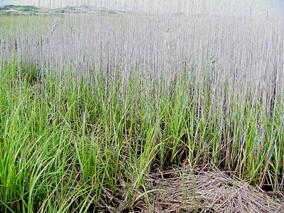 Management of the invasive common reed at Cape Cod National Seashore ...
