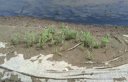 Revegetation of Salt Marsh Dieback Areas - Cape Cod National Seashore ...