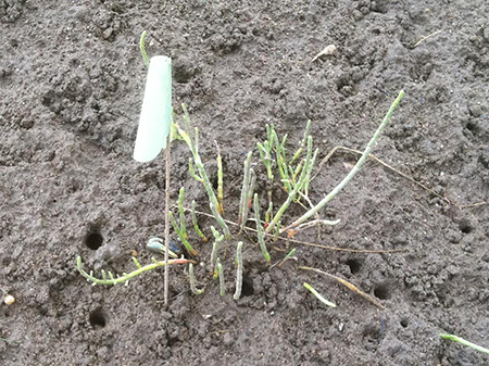 Revegetation of Salt Marsh Dieback Areas - Cape Cod National Seashore ...