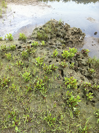 Revegetation of Salt Marsh Dieback Areas - Cape Cod National Seashore ...