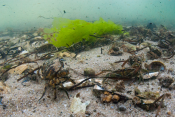 Green Crabs - Cape Cod National Seashore (U.S. National Park Service)