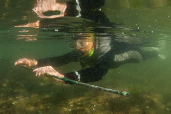 Green Crabs - Cape Cod National Seashore (U.S. National Park Service)