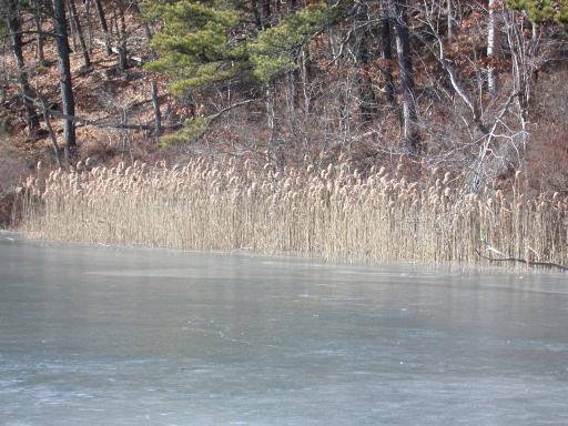Management of the invasive common reed at Cape Cod National Seashore ...