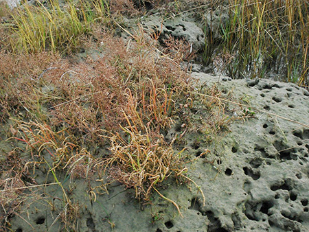 Revegetation of Salt Marsh Dieback Areas - Cape Cod National Seashore ...