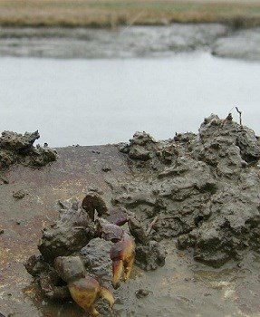 Marine Invertebrates - Cape Cod National Seashore (U.S. National Park ...