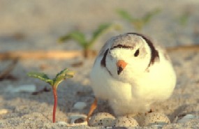 Birds - Cape Cod National Seashore (U.S. National Park Service)