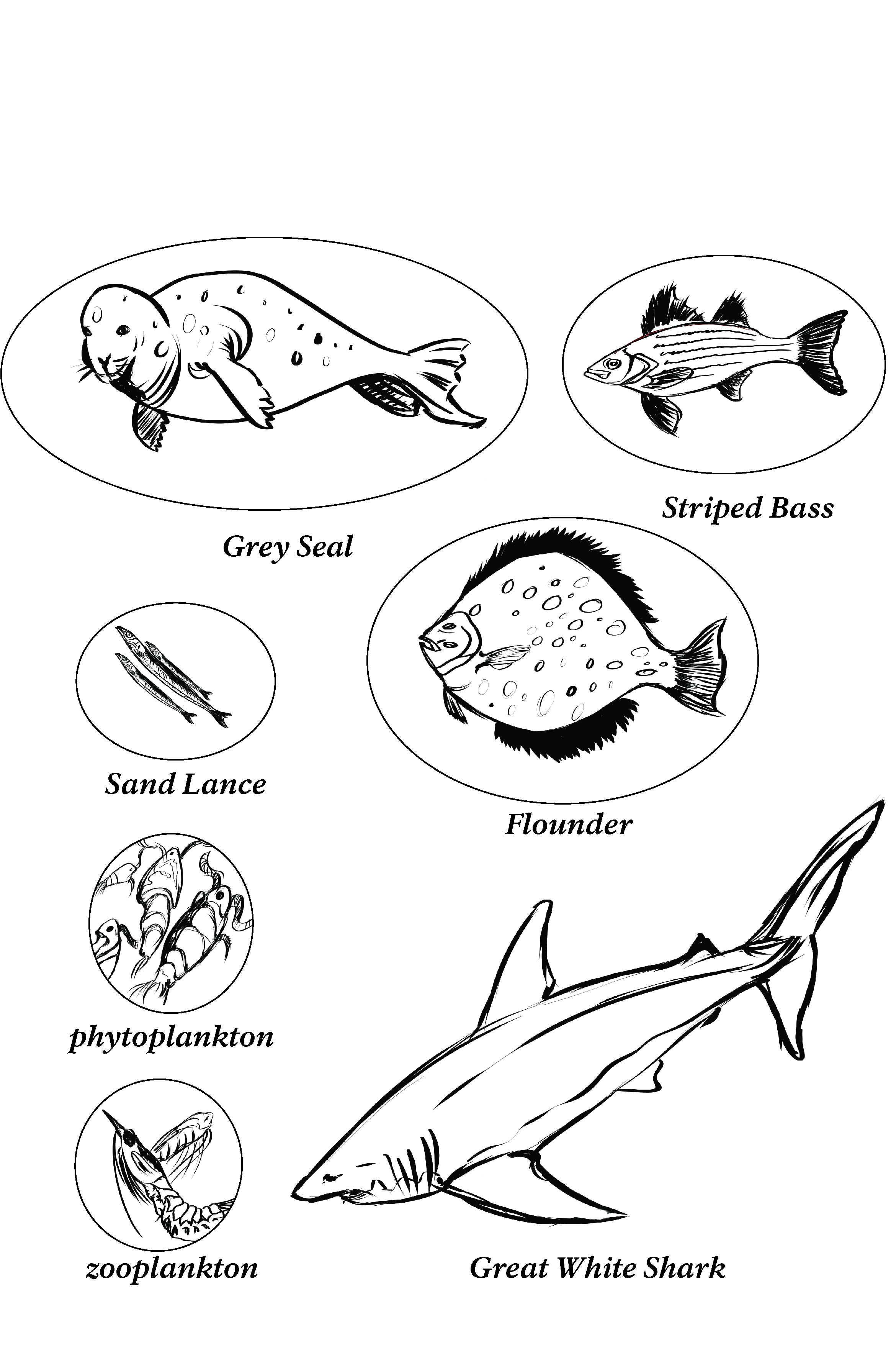 Great White Shark Food Web