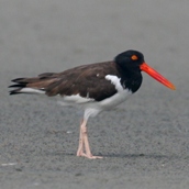 Common and Protected Birds - Cape Hatteras National Seashore (U.S ...