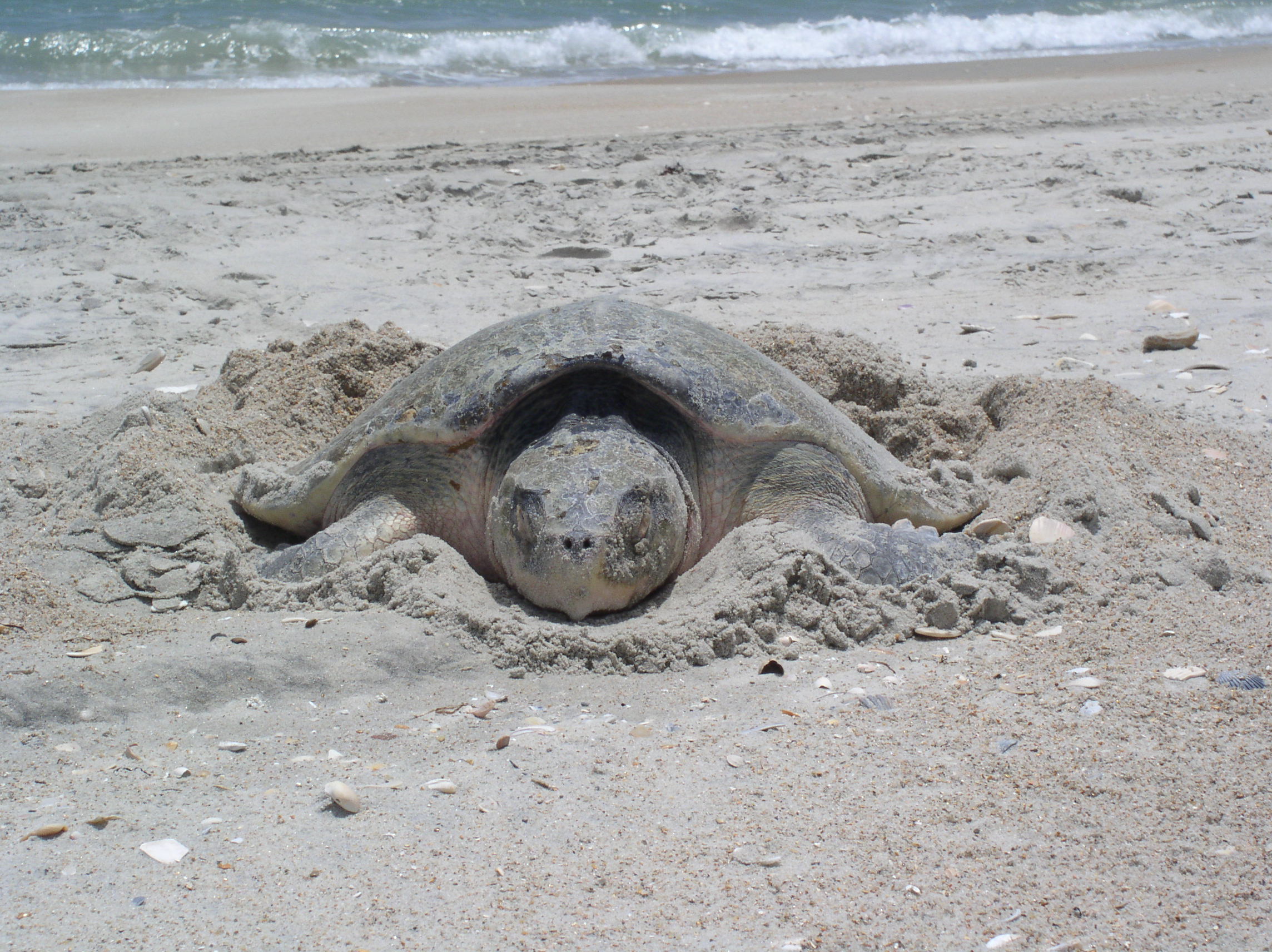 Sea Turtles - Cape Lookout National Seashore (U.S. National Park Service)
