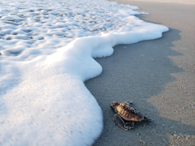 Sea Turtle Monitoring - Canaveral National Seashore (U.S. National Park ...