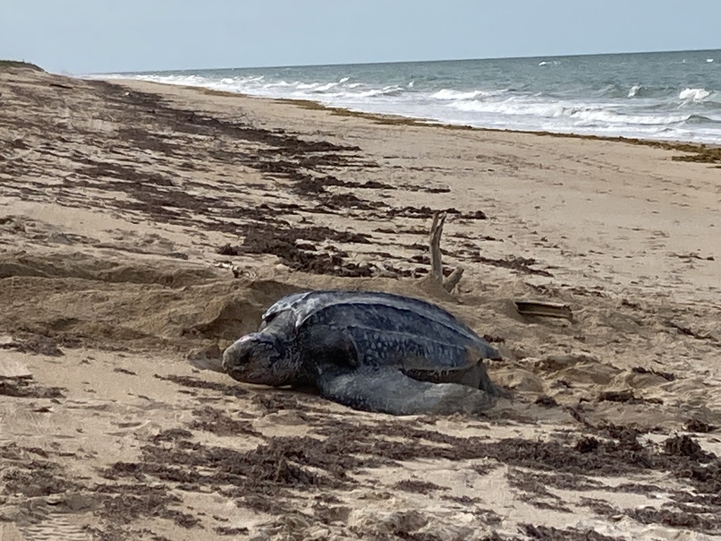 Sea Turtle Digging Nest