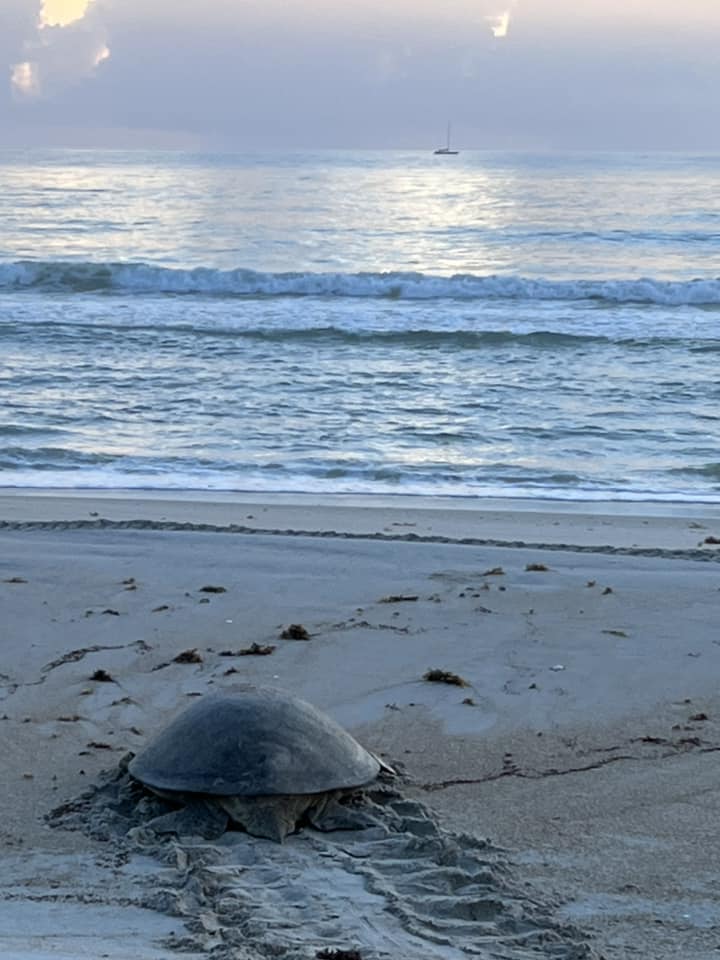 Sea Turtle Monitoring - Canaveral National Seashore (U.S. National Park ...