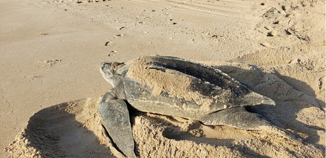 Sea Turtle Monitoring - Canaveral National Seashore (U.S. National Park ...