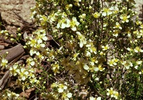 Shrubs - Capitol Reef National Park (U.S. National Park Service)