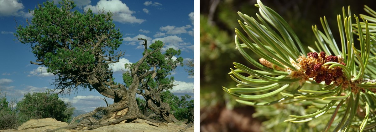 Trees - Capitol Reef National Park (U.S. National Park Service)
