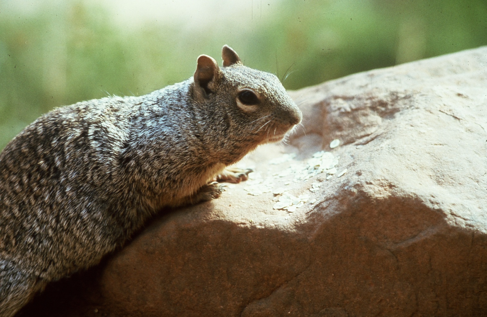 Rock Squirrel Desert