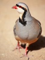 Birds - Capitol Reef National Park (U.S. National Park Service)